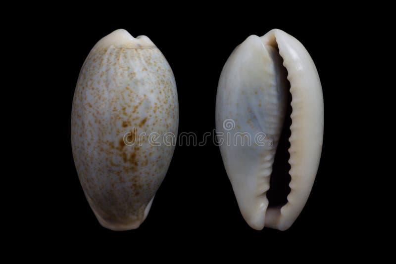 Cypraea errones stock image. Image of shell, luhuanus - 188590185