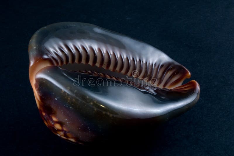Cypraea Mauritiana stock image. Image of cowrie, beach - 3102689