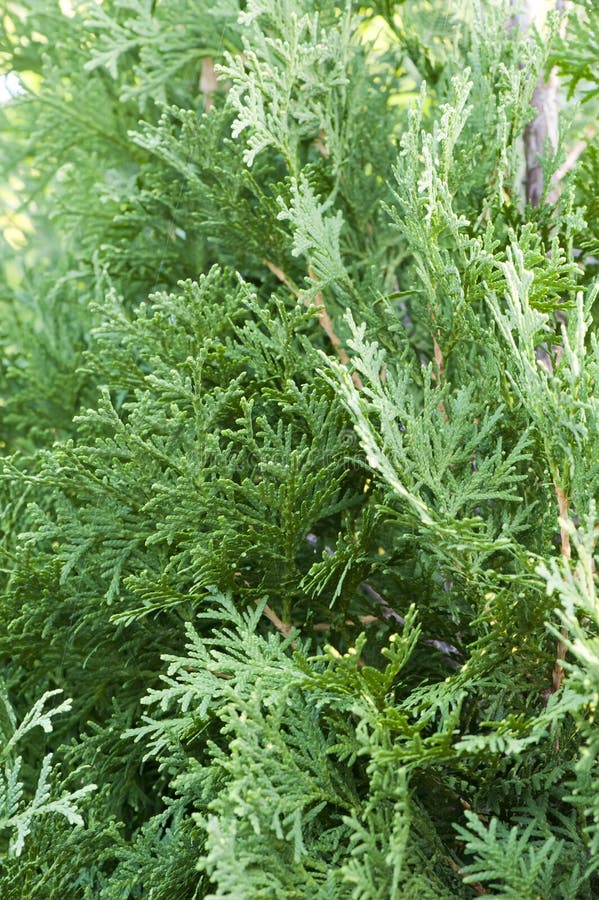 Cypress stock image. Image of light, cypress, morning - 27362451