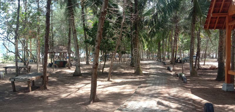 Cypress Beach Park Lined with Dry Trees Stock Image - Image of ...