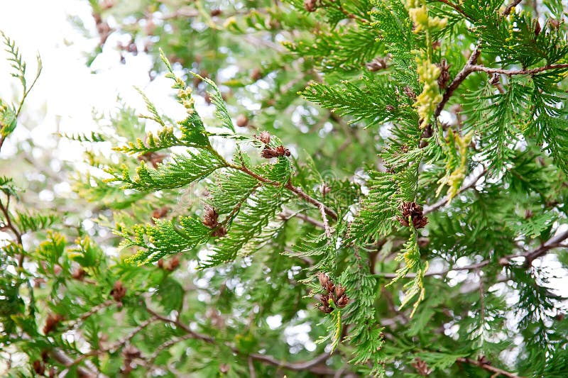 Cypress Branches Close Up For Background Stock Photo - Image of ...