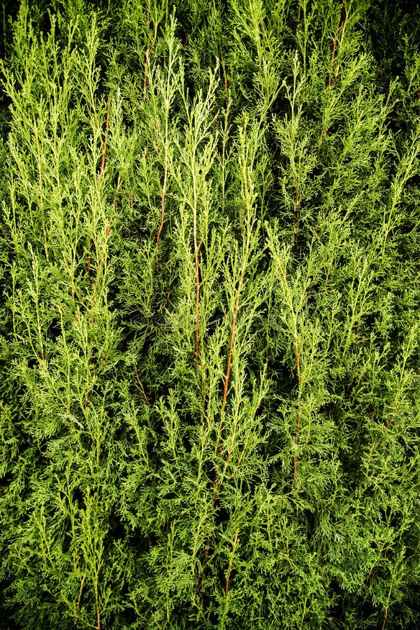 Cypress Branches with Red Trunks Stock Image - Image of stem, garden ...