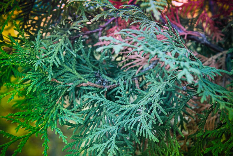 Cypress branches stock image. Image of branches, coniferous - 78178343