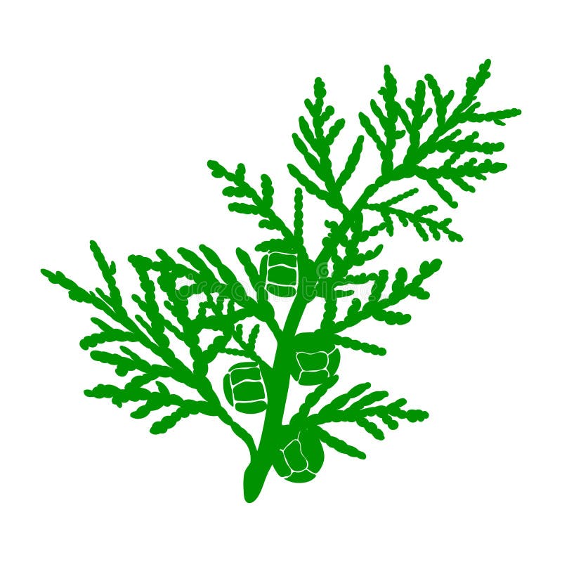 Cypress Cedar Tree Branch. Cypress Branch with Cones. Conifer Flower of ...