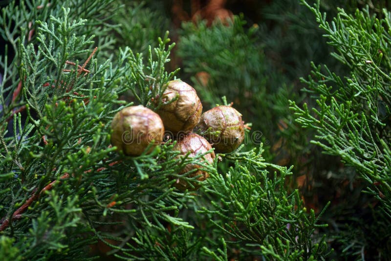 Cypress Cedar Tree with Cones. Coniferous Plant, Thuja, Cypress. Thuja ...