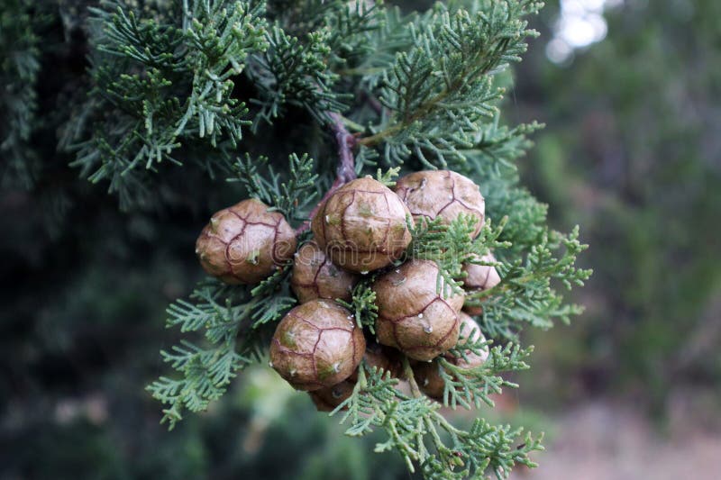 Cypress Cedar Tree with Cones Stock Photo - Image of fauna, green ...