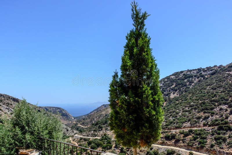 Cypress in the cemetery stock image. Image of evergreen - 281123087