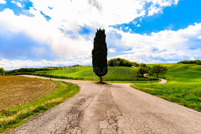 A Cypress in a Countryside Street in Tuscany Stock Image - Image of ...