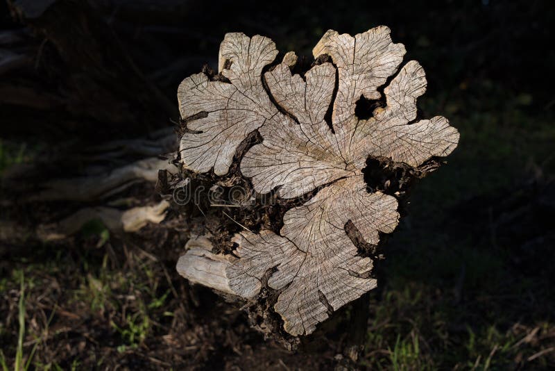 Cypress cross section stock photo. Image of glue, herb - 184640998