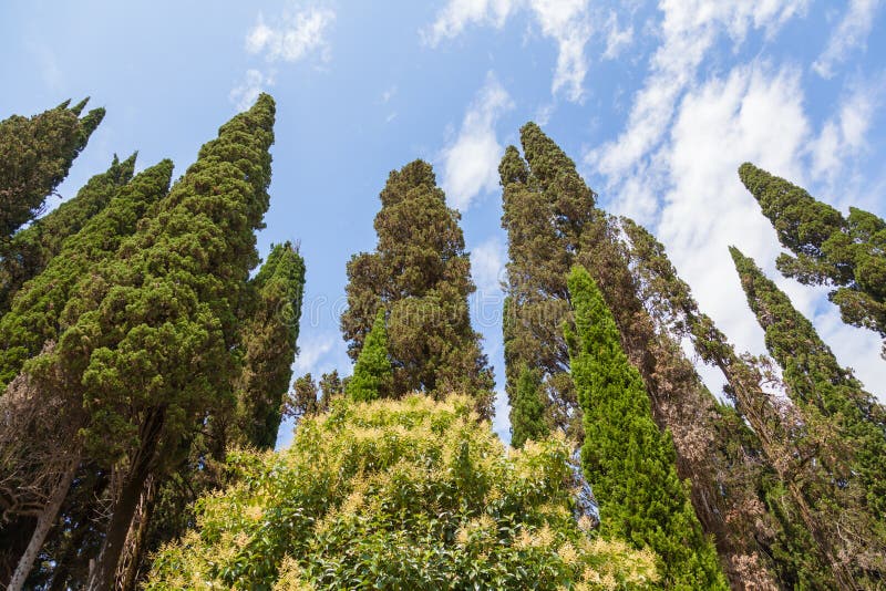 Cypress stock image. Image of great, pyramid, tree, clouds - 63685011