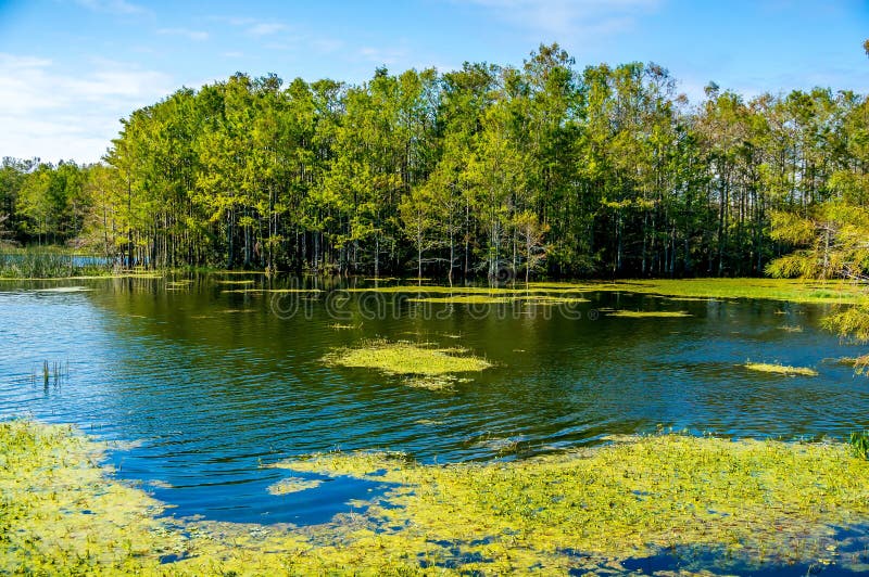 102 Florida Cypress Dome Stock Photos - Free & Royalty-Free Stock ...