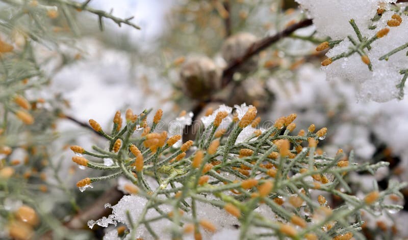 Cypress Evergreen Coniferous Tree Image Stock Image - Image of growth ...