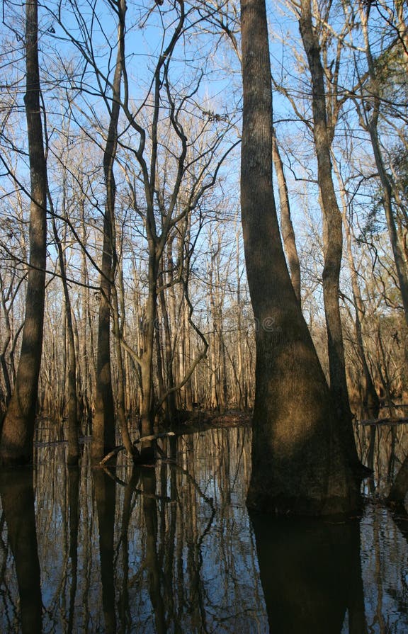 Cypress Forest stock image. Image of swamp, cypress, river - 1764951