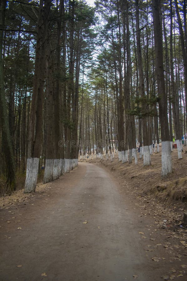 Cypress Forest Landscape with Painted Trunks and Path in the Middle ...