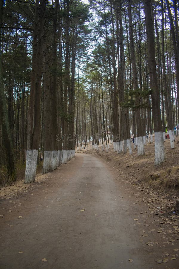 Cypress Forest with Painted Trunks and Path in the Middle Stock Image ...