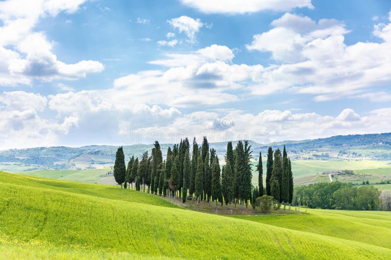 Cypress Grove in a Rural Landscape View in Tuscany Stock Photo - Image ...