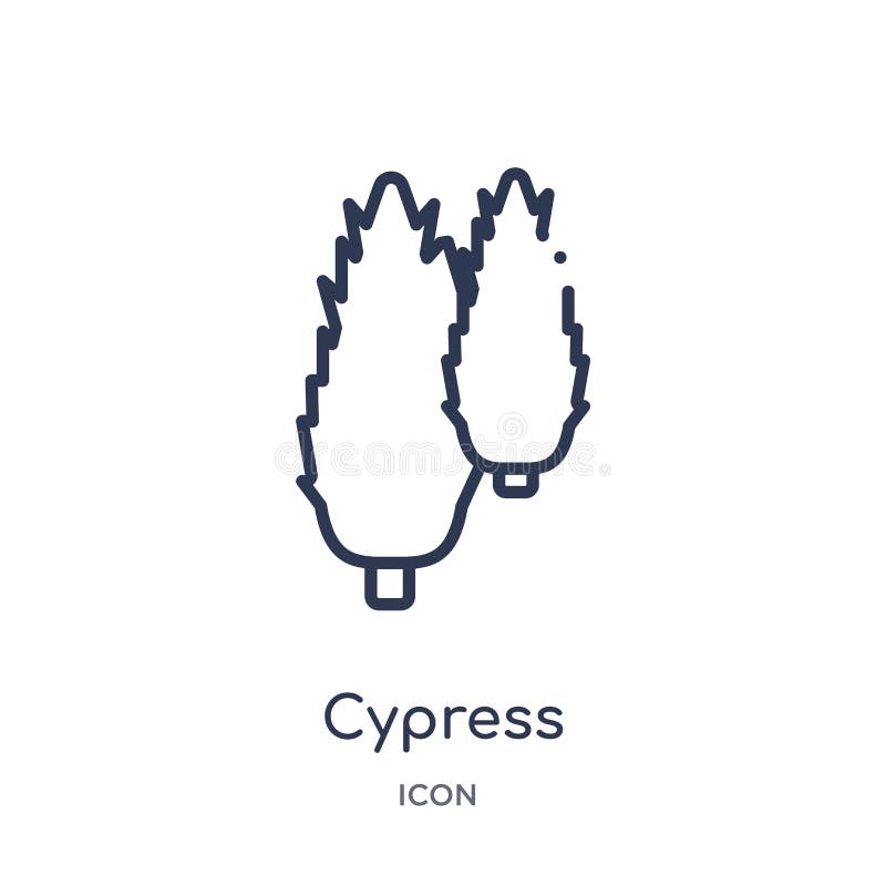 Cypress Transparent Icon. Cypress Symbol Design from Nature Coll Stock ...