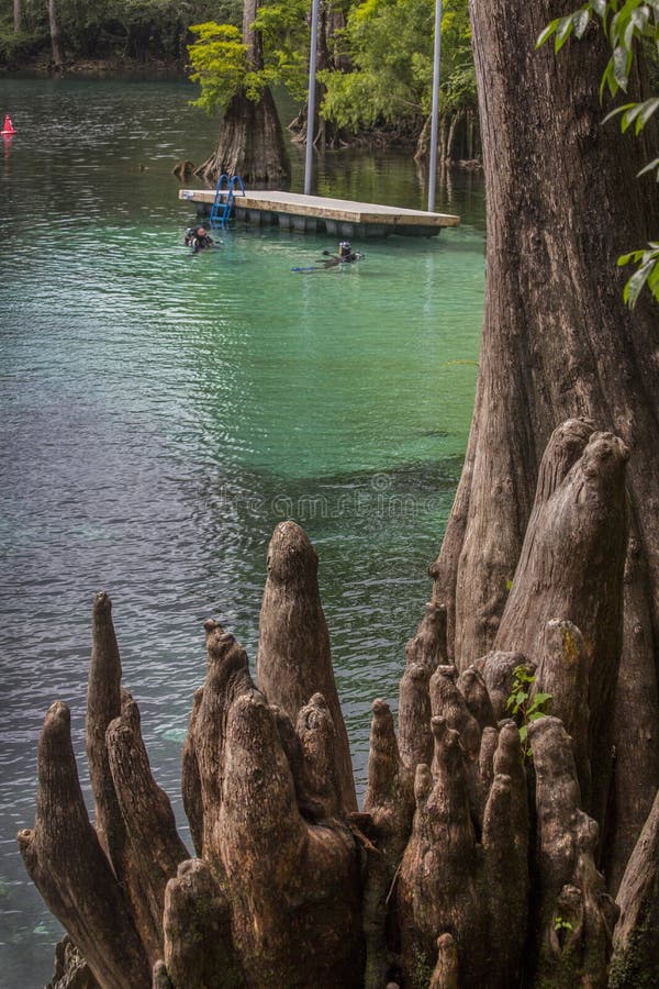 Cypress Tree Stumps - Chipola River Panoramic Stock Photo - Image of ...