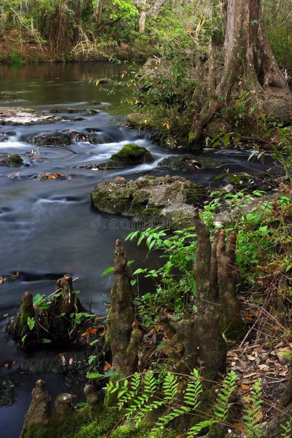 Class II Rapids on the Hillsborough River Stock Image - Image of ...