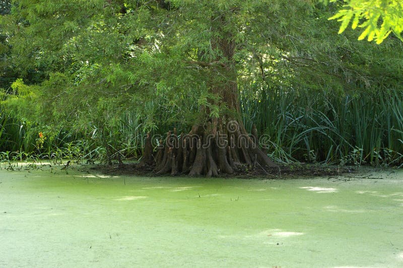 Cypress Knees stock image. Image of cypress, algae, knees - 54566637