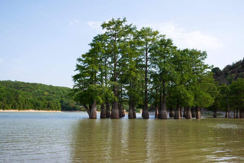 Cypress Lake on the Background of Mountains Stock Photo - Image of tree ...