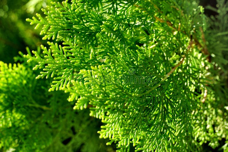 Cypress Leaves Enlightened by the Sun Rays Close Up View Stock Photo ...