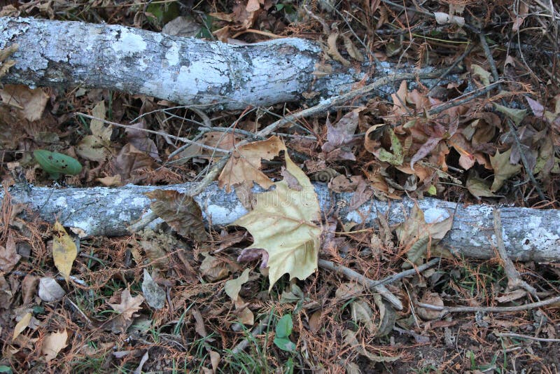 Cypress Limbs Lying among Leaves Stock Image - Image of leaves, winter ...