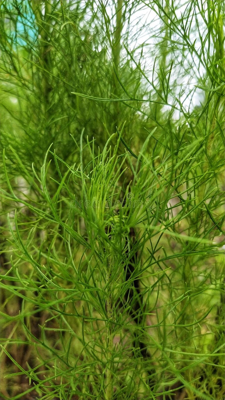 947 Cypress Plant Species Stock Photos - Free & Royalty-Free Stock ...