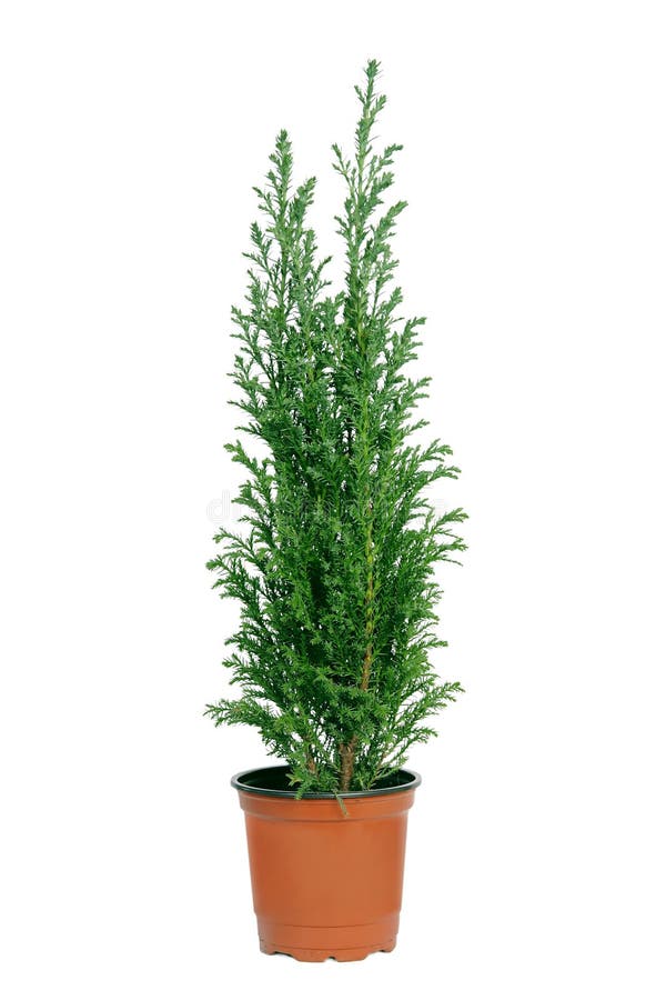 Cypress in pot. stock photo. Image of nature, flora, growing - 2123664