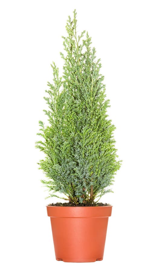 Cypress in pot. stock photo. Image of nature, flora, growing - 2123664