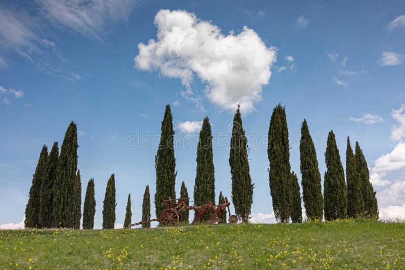 Cypress Ring at the Crete Senesi Hillscape Stock Image - Image of crete ...