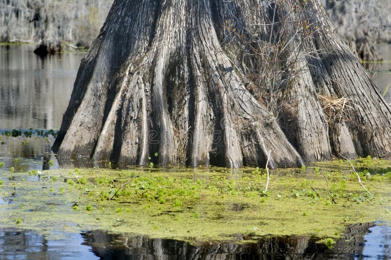 Cypress trees in swamp stock image. Image of bayou, nature - 17115529