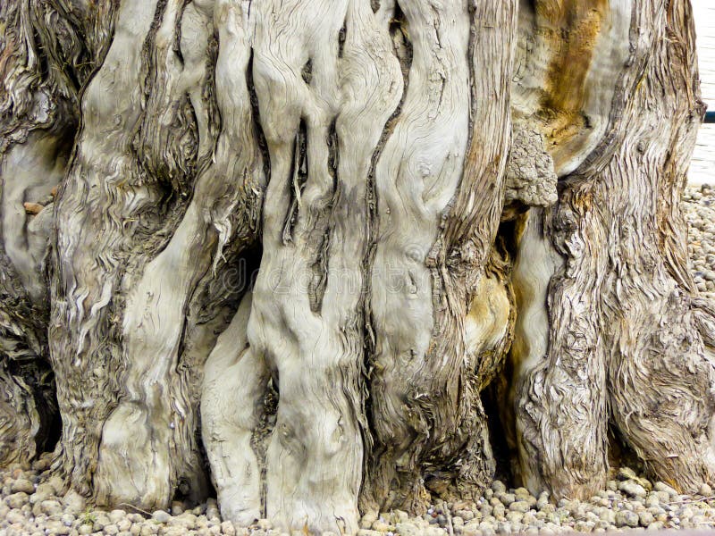 Cypress roots stock photo. Image of outside, thickset - 82273504