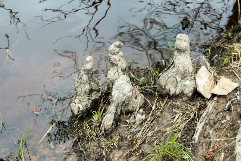 Cypress Roots stock photo. Image of creole, north, georgia - 4706244