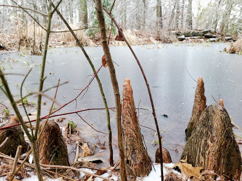 Cypred stock image. Image of wilderness, water, roots - 228501615