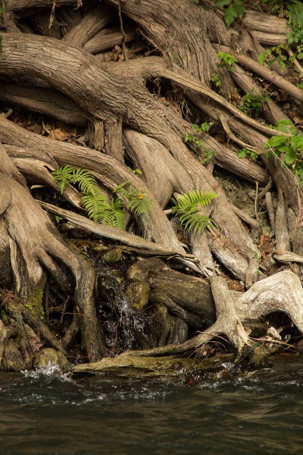 Cypress Roots stock photo. Image of creole, north, georgia - 4706244
