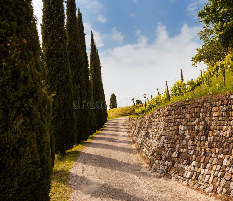 Cypress and Stone Wall, Fagagna Stock Photo - Image of typical, italy ...