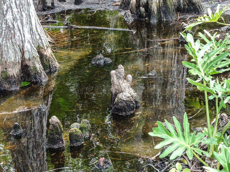 Cypress Stumps and Palm Trees Stock Image - Image of national, palm ...