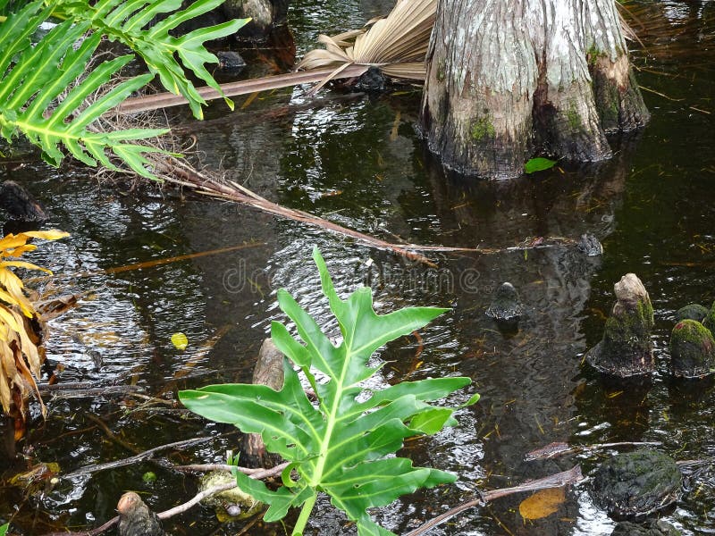 Cypress Stumps and Palm Trees Stock Photo - Image of wetland, national ...