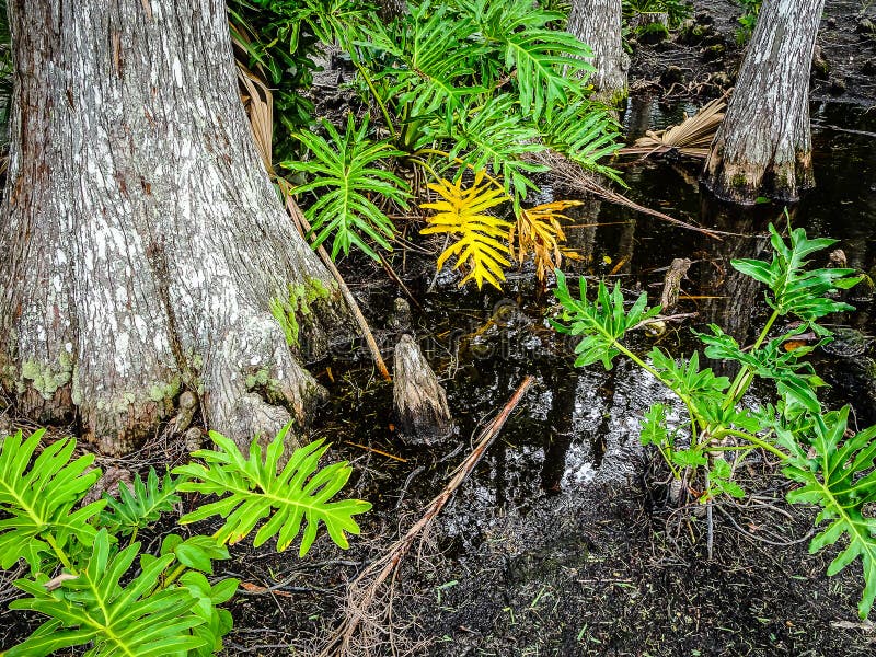 Cypress Stumps and Palm Trees Stock Photo - Image of marsh ...