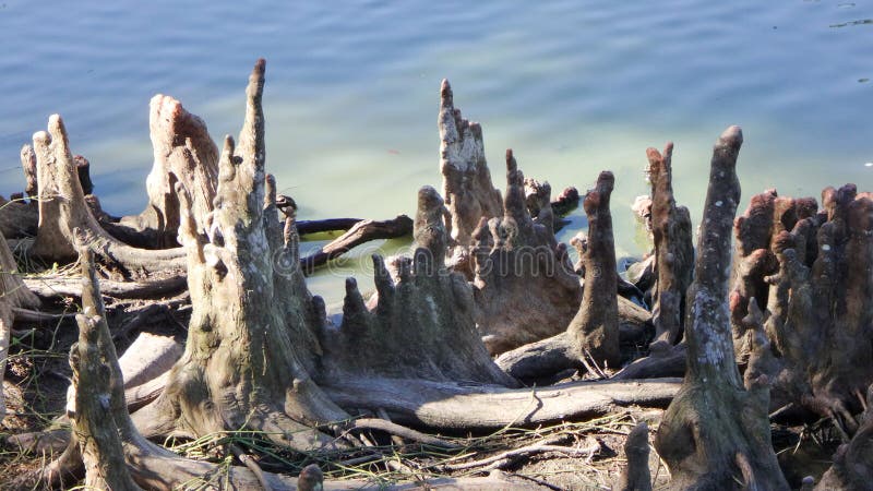 Cypress Stumps in the Water Stock Image - Image of america, beach ...