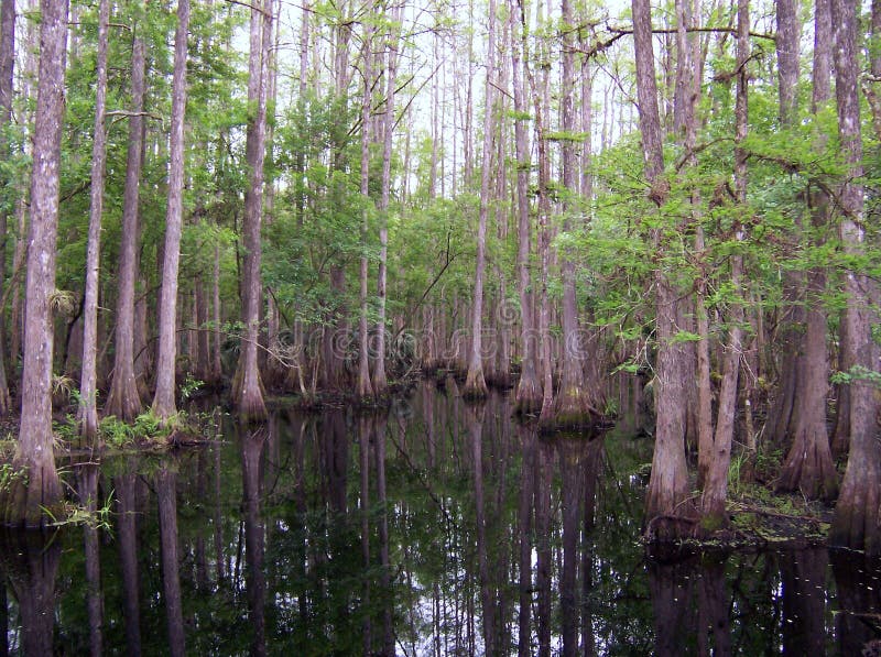 Cypress Swamp stock image. Image of outdoor, outside, rural - 178329