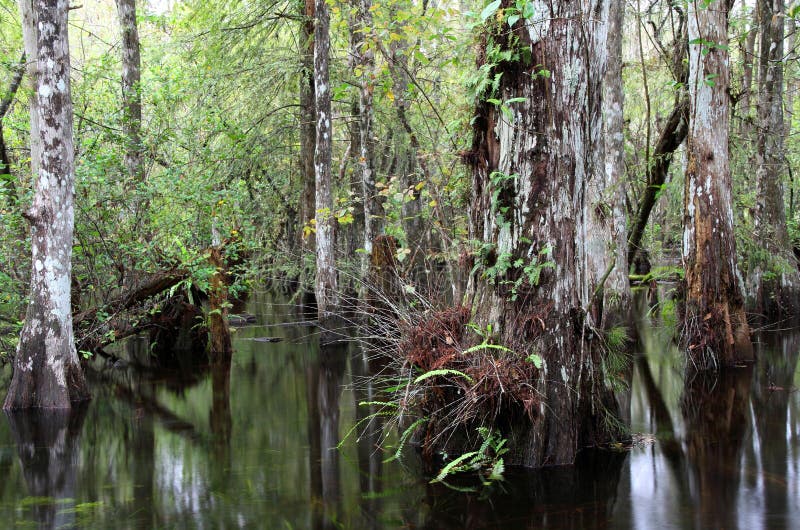 1,028 Miami Swamp Stock Photos - Free & Royalty-Free Stock Photos from ...