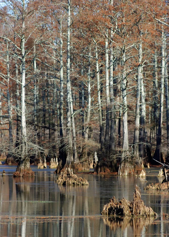 Cypress Swamp stock photo. Image of cypress, knees, swamp - 8542552