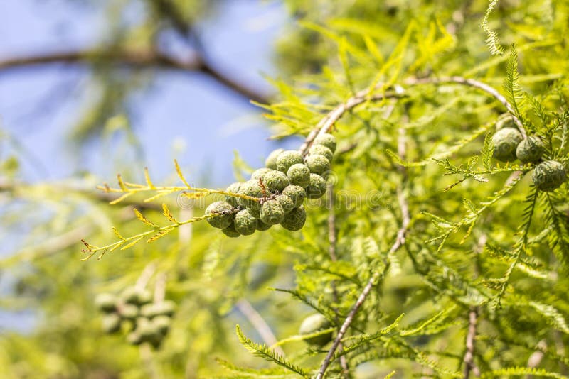 Cypress swamp stock photo. Image of leaves, yellow, tree - 59313070