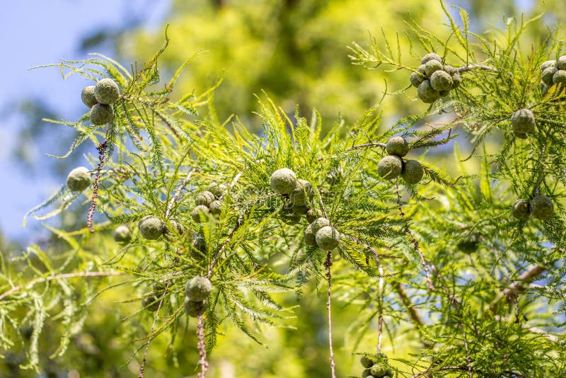 Cypress swamp stock photo. Image of tree, nature, light - 59661906