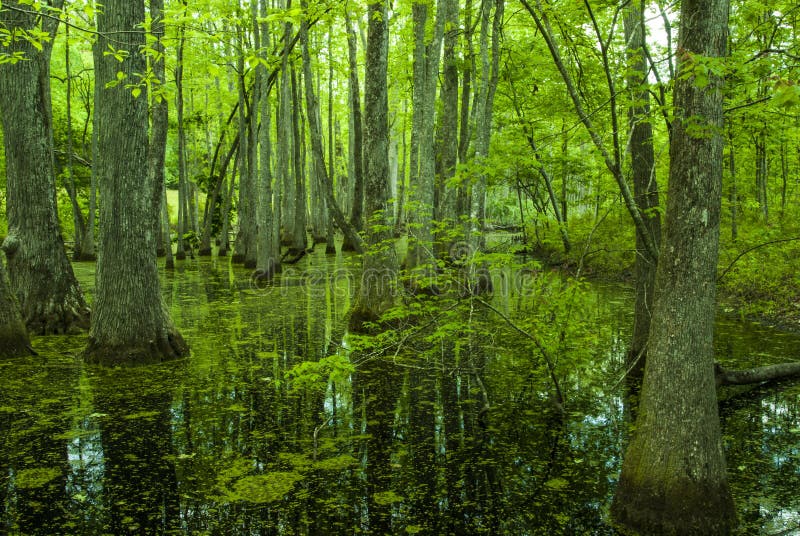 Cypress Swamp, Natchez Trace, MS Stock Photo - Image of road ...