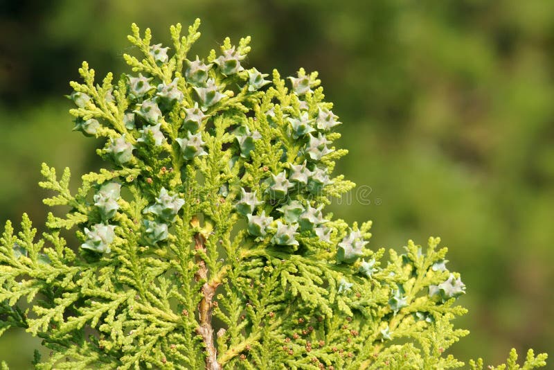 Variegated Leyland cypress stock image. Image of close - 142921997