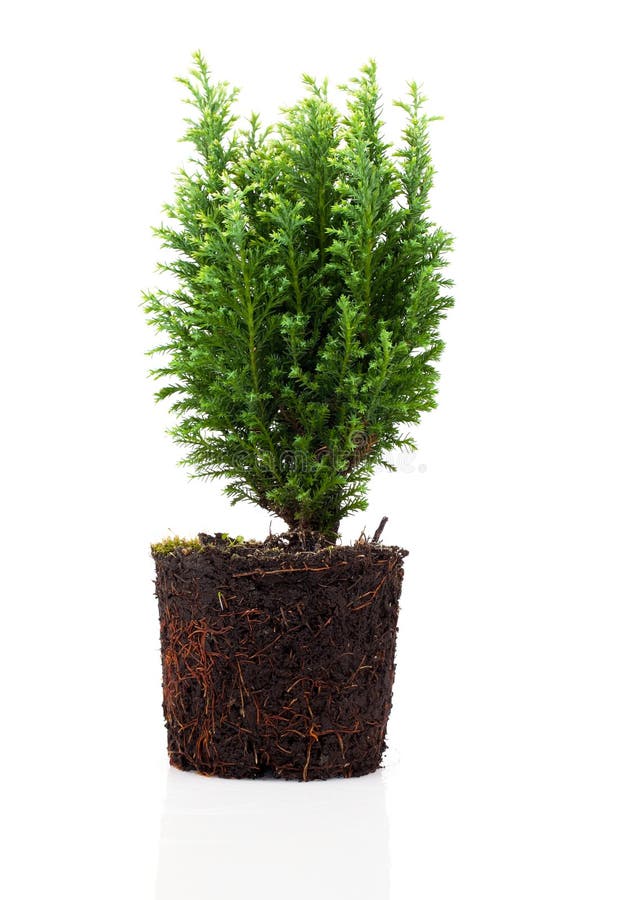 Cypress, thuja with roots stock image. Image of juniper - 69102159