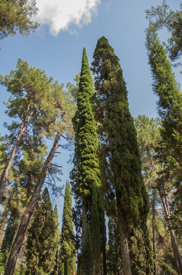 A Cypress Tree Against the Blue Sky Stock Image - Image of sunny ...